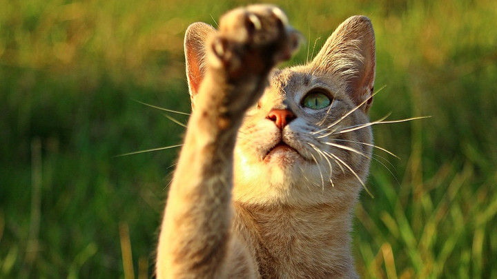 Mengenal FIP, Penyakit Kucing yang Langka dan Mematikan | kumparan.com