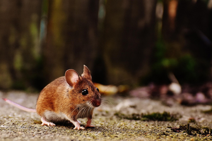 4 Ciri Tikus Jantan dan Betina yang Wajib Diketahui | kumparan.com