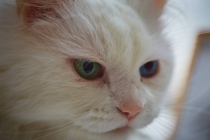 Mengenal Kucing Beda Warna Mata atau Odd Eye dan Fakta Uniknya ...