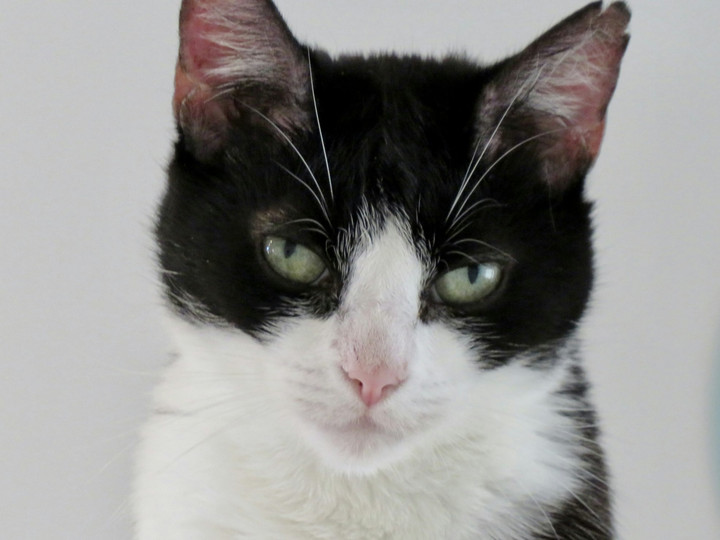 Mitos Kucing Hitam Putih yang Masih Diyakini Banyak Orang | kumparan.com