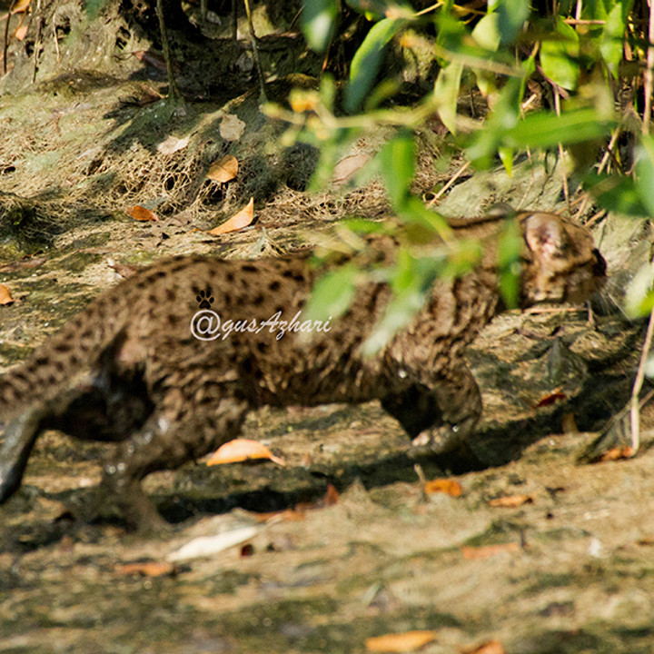 Kucing Bakau Terpantau di Hutan Mangrove Wonorejo, Bagaimana ...
