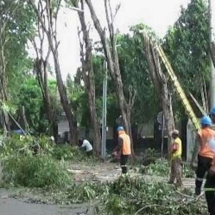 Antisipasi Bencana, Pemkab Pangkas Dahan dan Ranting Pohon dalam Kota ...