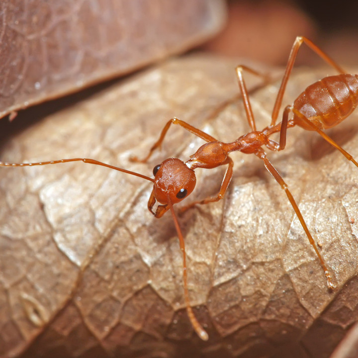 Perbedaan Semut Merah dan Semut Hitam | kumparan.com