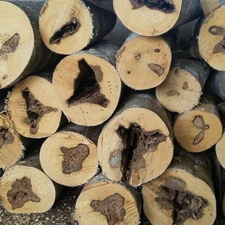 Mengenal Kayu Gaharu, Kayu Mahal Asli Indonesia yang Mendunia ...