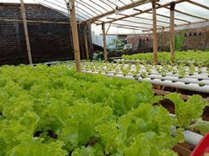 Hijau di Tengah Kota: Kisah Sukses Budidaya Selada Hidroponik di Banyumas | kumparan.com