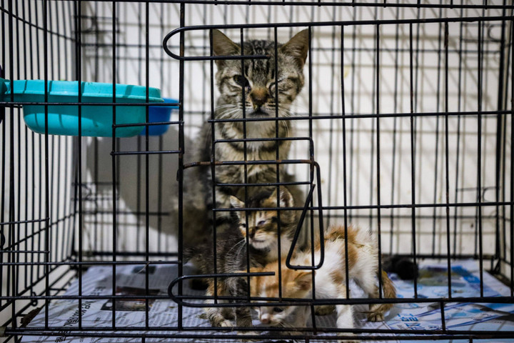 Esai Foto: Ketika Kucing Jalanan Menemukan Tempat Aman di Bekasi ...