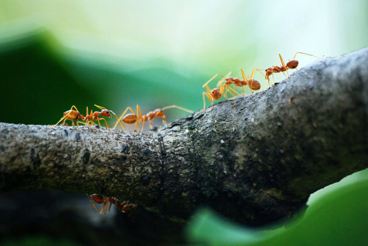 5 Manfaat Semut untuk Pohon dalam Ekosistem | kumparan.com