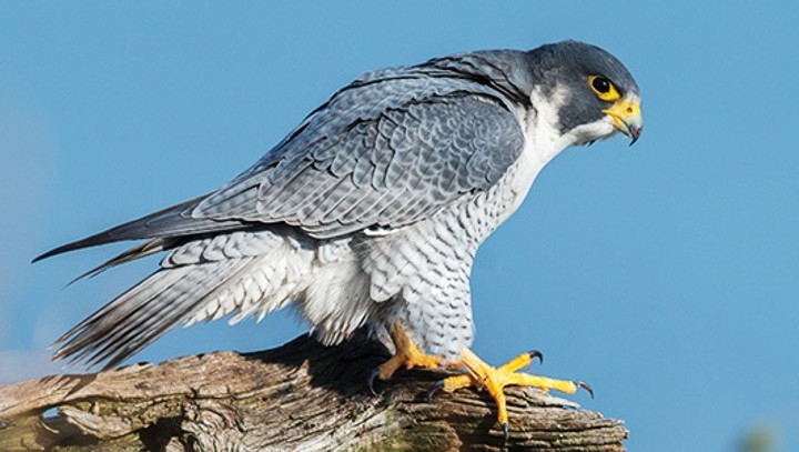 burung elang nama ilmiah
