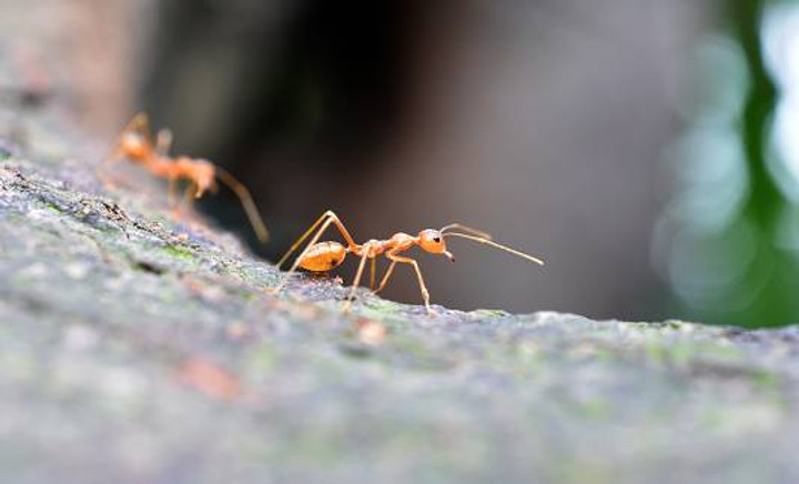 3 Manfaat Diciptakannya Semut bagi Kehidupan di Dunia | kumparan.com
