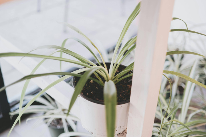 Perbedaan Lili Paris dan Spider Plant, Pilih yang Sesuai untuk Rumah ...