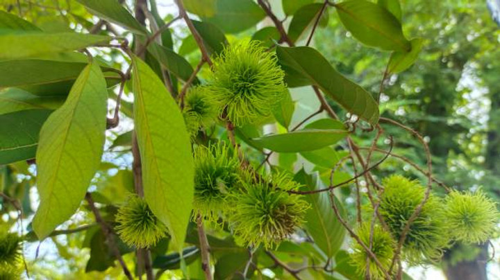 Ciri Daun Rambutan Rapiah yang Mudah Dikenali | kumparan.com