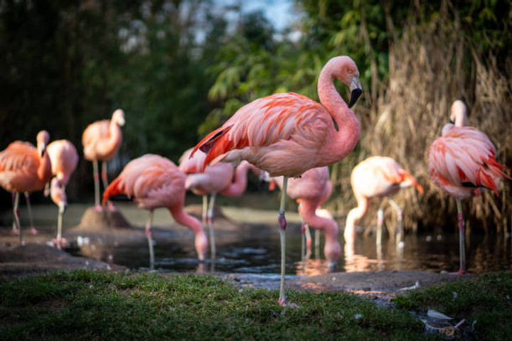 Mengenal Apa Itu Flamingo Era, Fase Perjuangan Wanita menjadi Ibu ...