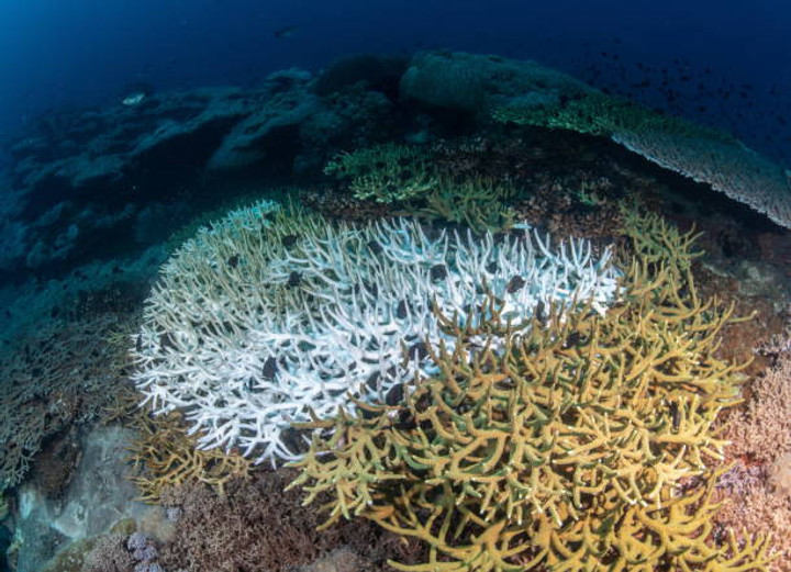 Coral Bleaching di Indonesia: Ancaman Nyata bagi Terumbu Karang ...