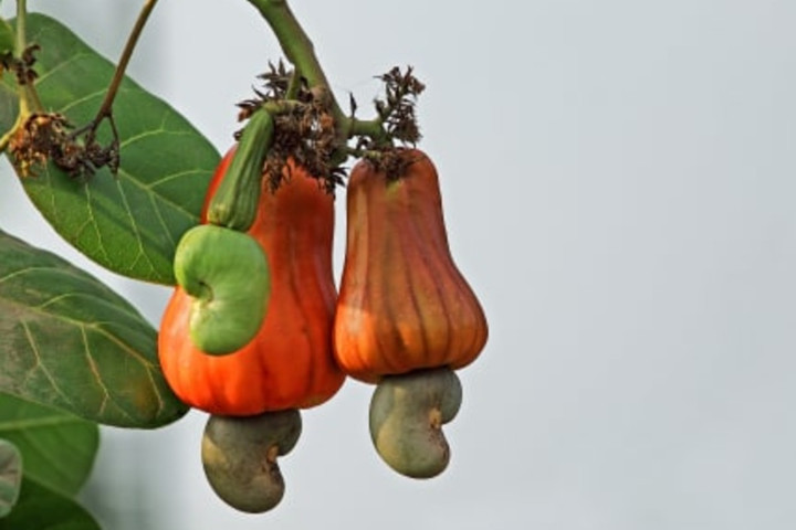 Kisah Jambu Monyet dan Kutukan di Baliknya | kumparan.com