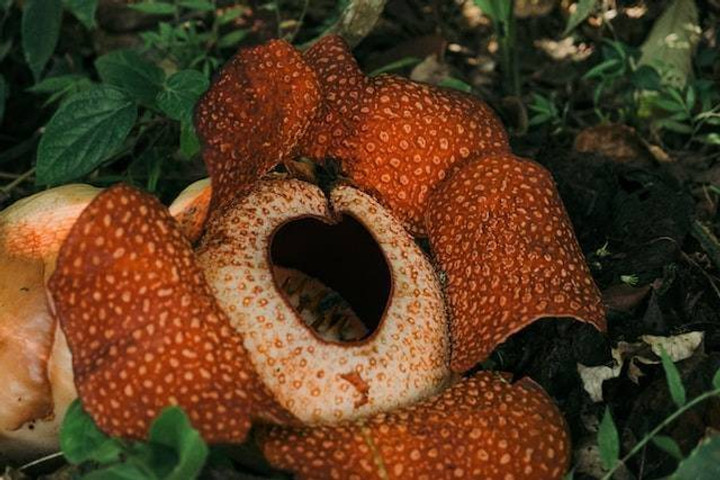 9 Fakta Unik Bunga Raflesia: Flora Endemik dari Negara Indonesia ...