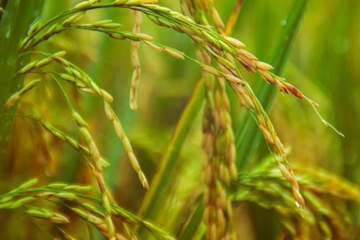 Mengenal Nama Latin Padi Lengkap dengan Ciri Fisiknya | kumparan.com