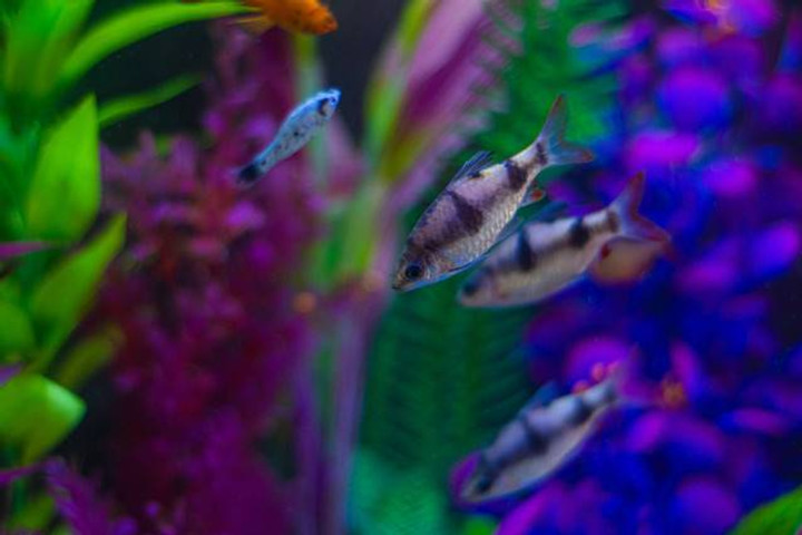 Klasifikasi Ikan Neon Tetra dan Karakteristik Uniknya | kumparan.com