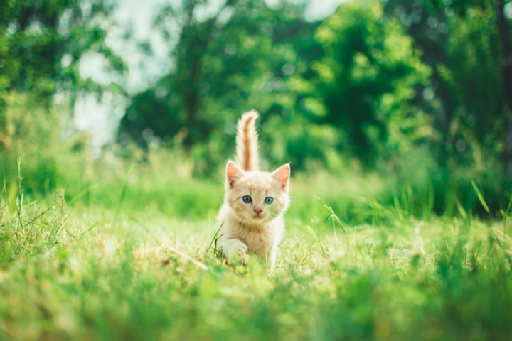 Apa Itu Breeding Kucing yang Banyak Dilakukan Para Peternak Hobi ...