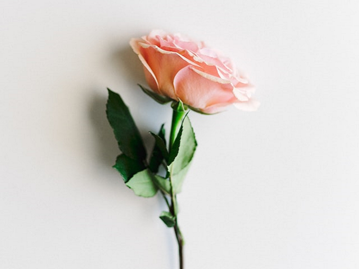 Fungsi Dasar Bunga pada Tumbuhan | kumparan.com