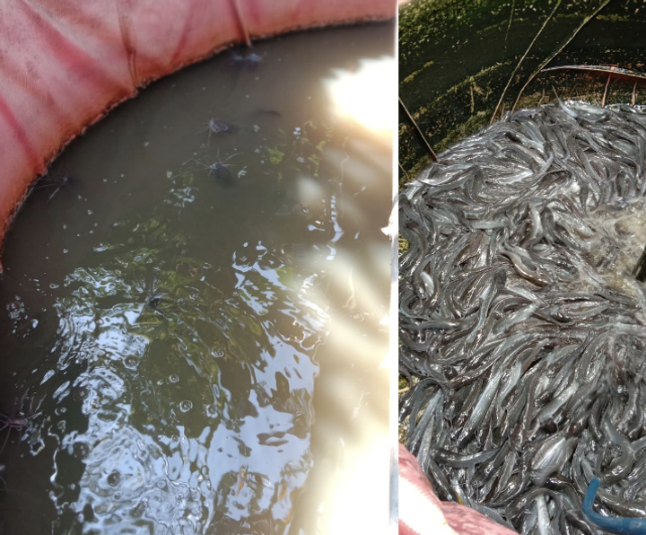 Panduan Budidaya Lele dengan Sistem Bioflok untuk Pemula | kumparan.com