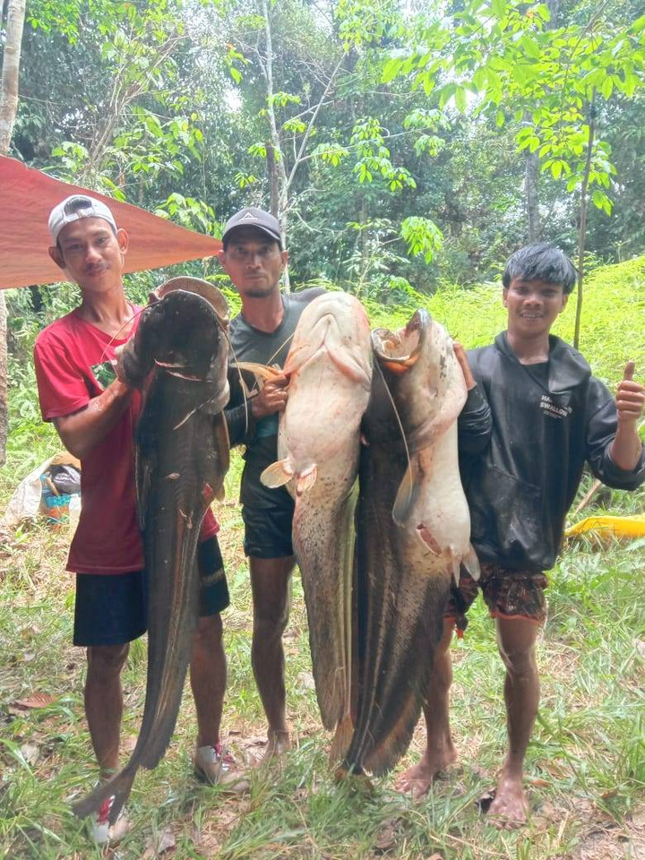 Warga Sebilit Panen Ikan Tapah, Ukurannya Setinggi Pria Dewasa ...