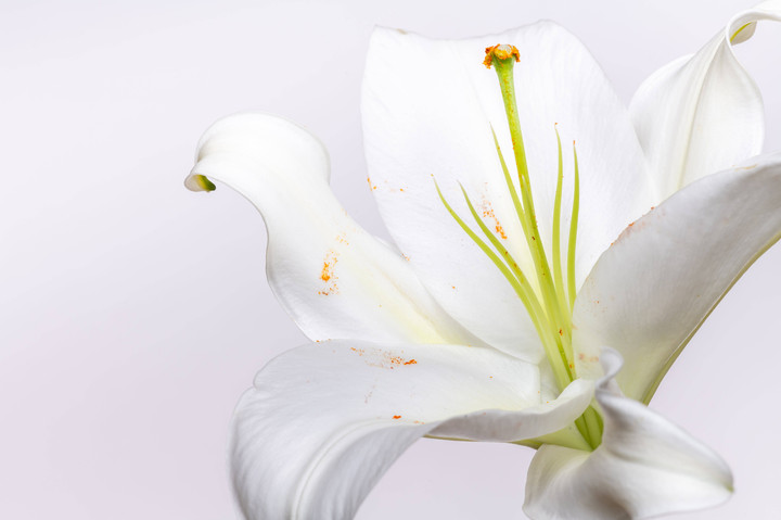10 Arti Bunga Lily Putih Berdasarkan Jenisnya, Apa Saja? | kumparan.com
