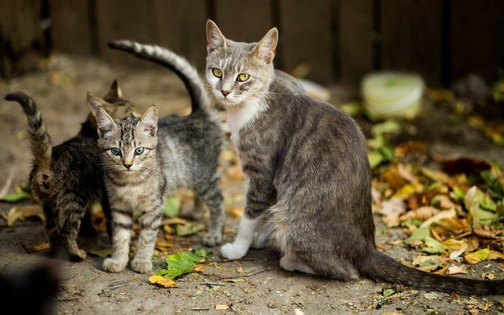 Klasifikasi Kucing Berdasarkan Jenis Kingdom hingga Spesies | kumparan.com
