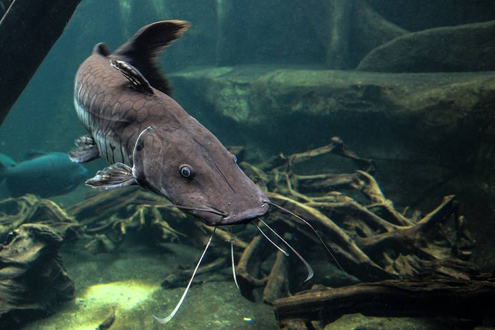 7 Jenis Ikan Perikanan Darat dan Penjelasan Lengkapnya | kumparan.com