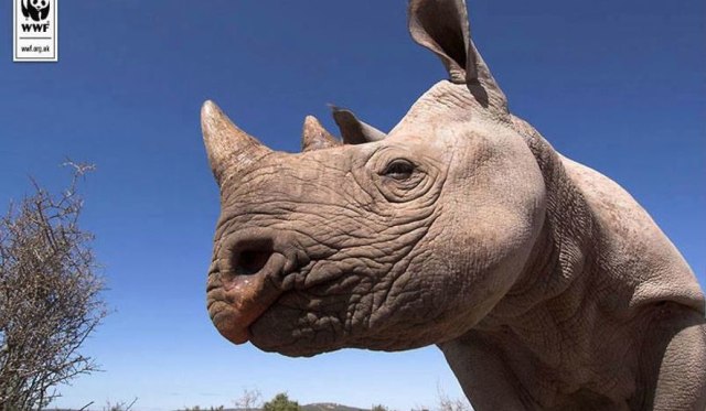 Kandungan cula badak | kumparan.com