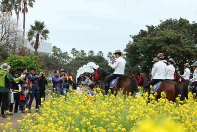 Lautan Bunga Canola di Seogwipo Yuchae Flower Festival | kumparan.com