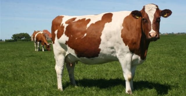 Sapi Asli Belanda yang Terancam Punah | kumparan.com