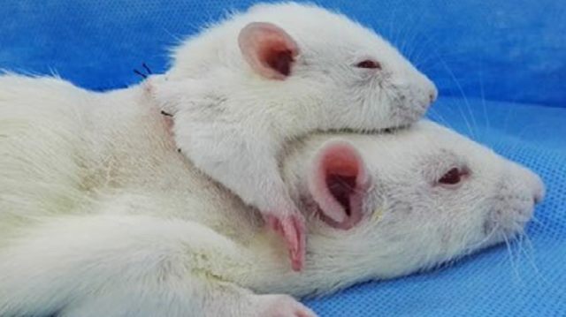 Ilmuwan China Berhasil Sambung Dua Kepala Tikus | kumparan.com