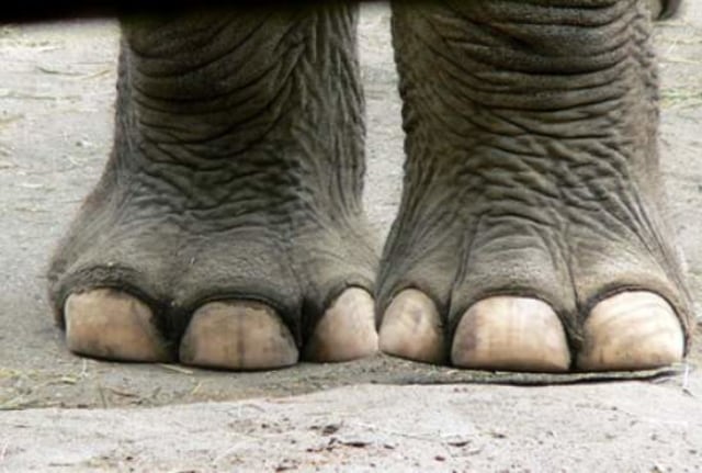 Gajah Dapat Mendengar Melalui Kakinya | kumparan.com