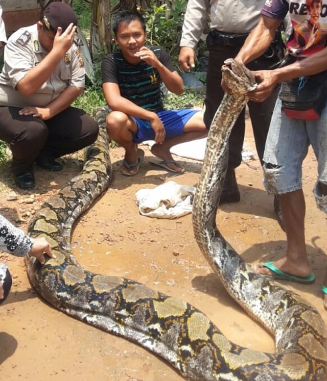 Warga Lubuk Tua Dihebohkan Dengan Serangan Ular Piton | kumparan.com Warga Lubuk Tua Dihebohkan Dengan Serangan Ular Piton | kumparan.com