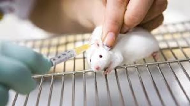 Tikus bagi penelitian: Antara “rat” dan “mice” | kumparan.com