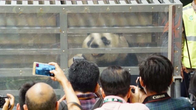 Giant Panda Ditargetkan Tarik Pengunjung Taman Safari Hingga 50% ...
