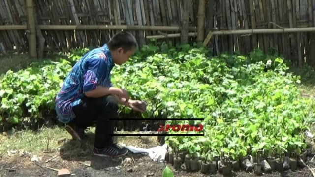 Anggur Probolinggo Terancam Punah | kumparan.com