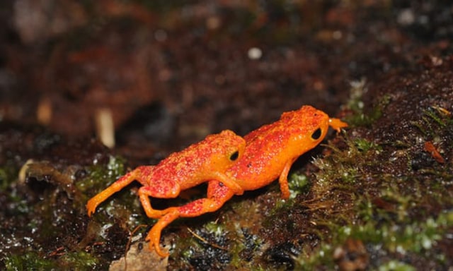 Pumpkin Toadlet | kumparan.com