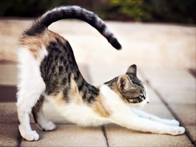 Mengapa Kucing Suka Merenggangkan Badan? | kumparan.com