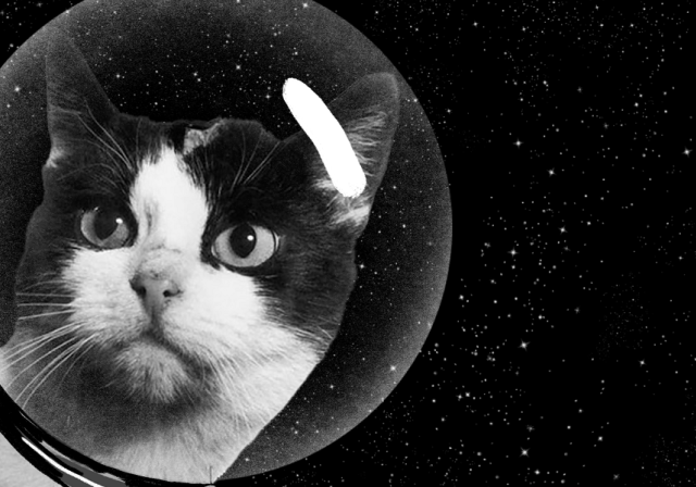 Kucing Astronot Pertama dan Satu-satunya yang Tak Dihargai | kumparan.com