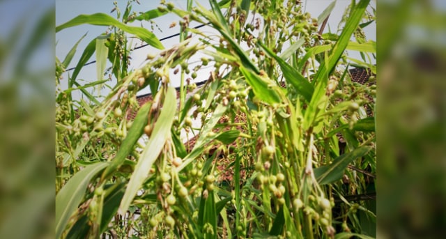 Hanjeli Jadi Khas Kuliner Pajampangan Kabupaten Sukabumi | kumparan.com