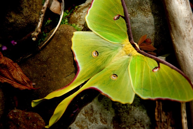 Luna Moth: Ngengat Indah yang Tidak Bisa Makan | kumparan.com