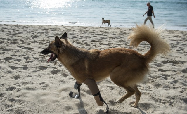Kaki Baru untuk Cola, Anjing yang Kakinya Dipotong Tetangga | kumparan.com