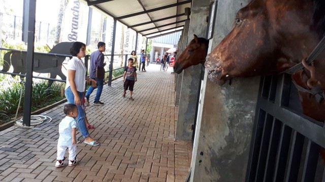 7 Tempat Wisata Berkuda di Indonesia yang Buatmu Serasa Jadi Koboi ...