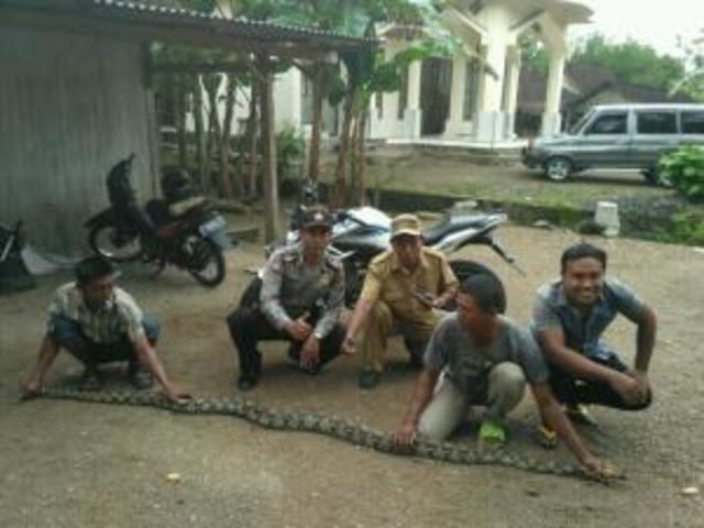 Warga Kuniran Tangkap Ular Sanca Sepanjang 3 meter | kumparan.com Warga Kuniran Tangkap Ular Sanca Sepanjang 3 meter | kumparan.com
