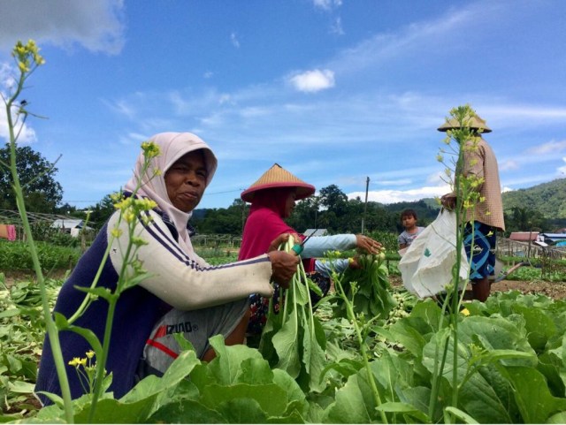 Kisah Para Petani sayur Di Tengah Kota | kumparan.com