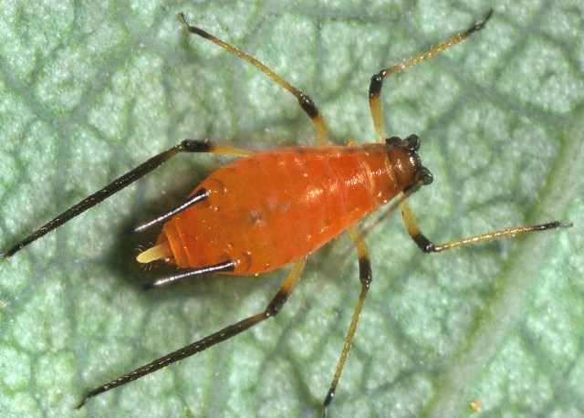 Hama Aphid Bisa Memprediksi Cuaca | kumparan.com