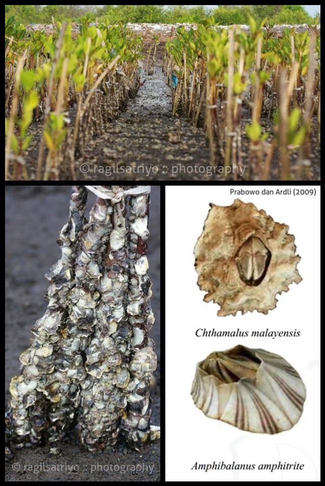 TERITIP - kumparan.com