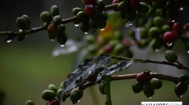 Menengok Cara Budidaya Tanaman Kopi Bremi Probolinggo | kumparan.com