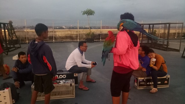 Komunitas 'Free Fly' Burung Paruh Bengkok Berkembang di Yogyakarta ...